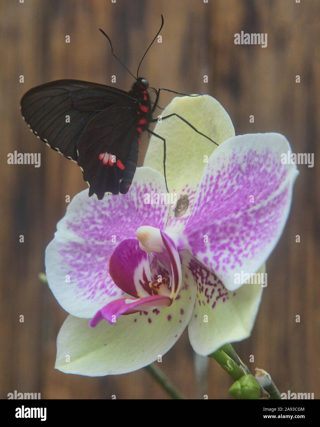 Cattleheart butterfly (Parides arcas) drinking nectar from an orchid ...