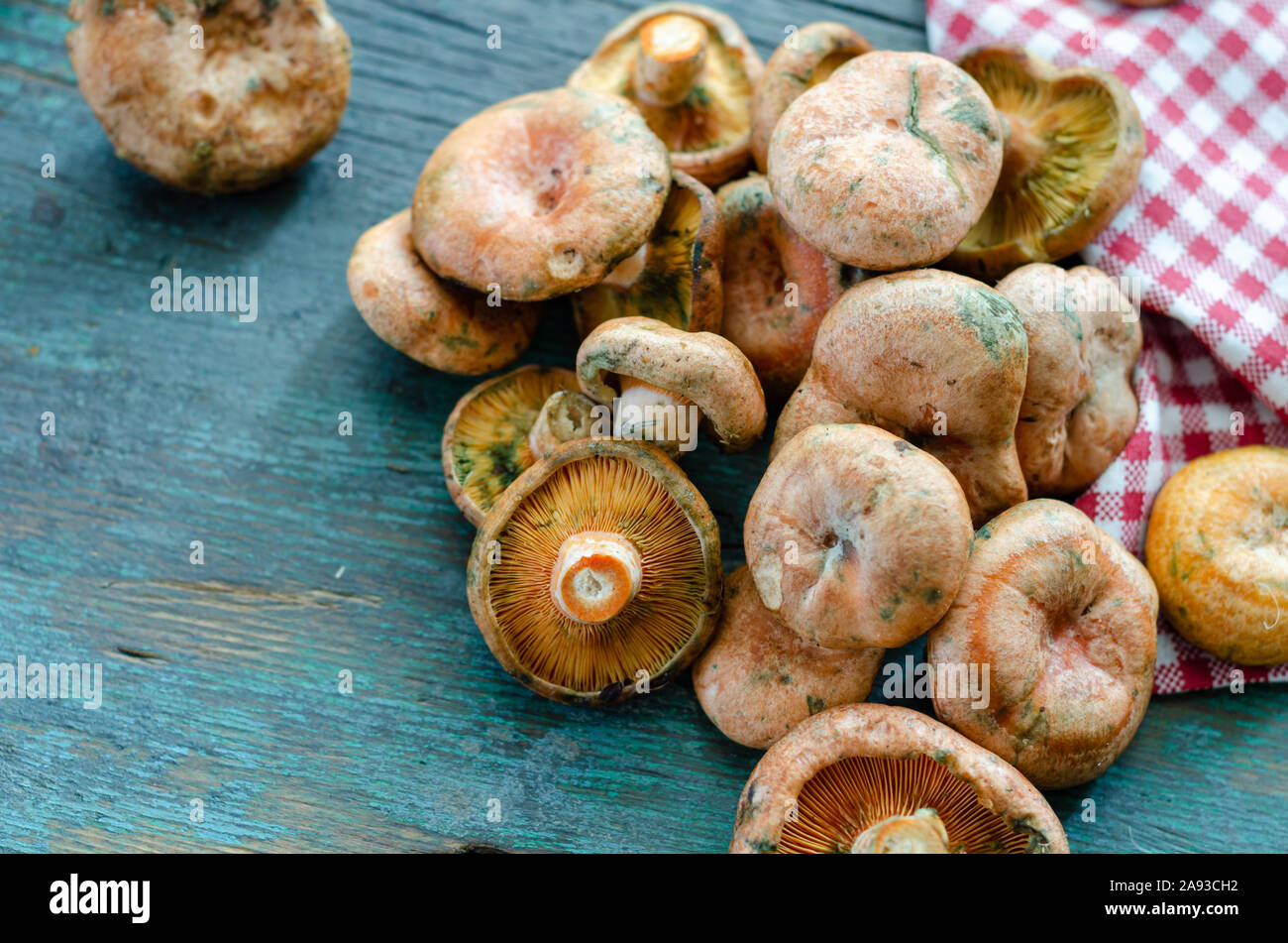Orange Milkcap High Resolution Stock Photography and Images - Alamy