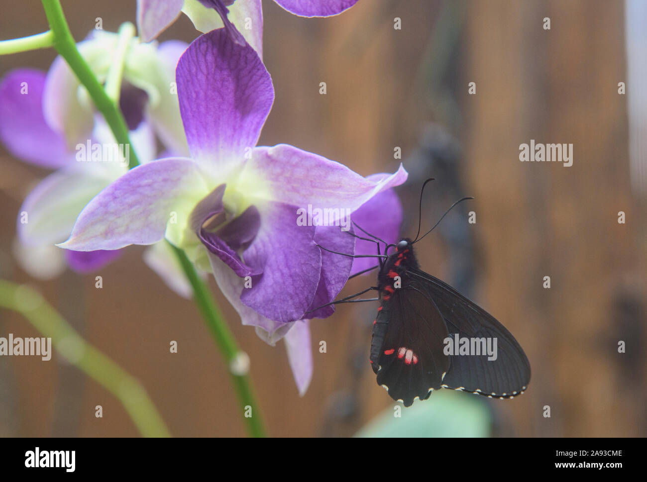 Cattleheart butterfly (Parides arcas) drinking nectar, Mindo, Ecuador ...