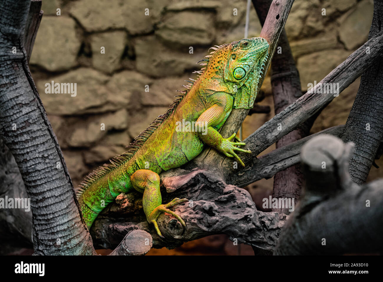 Dinosaur eye close up hi-res stock photography and images - Alamy