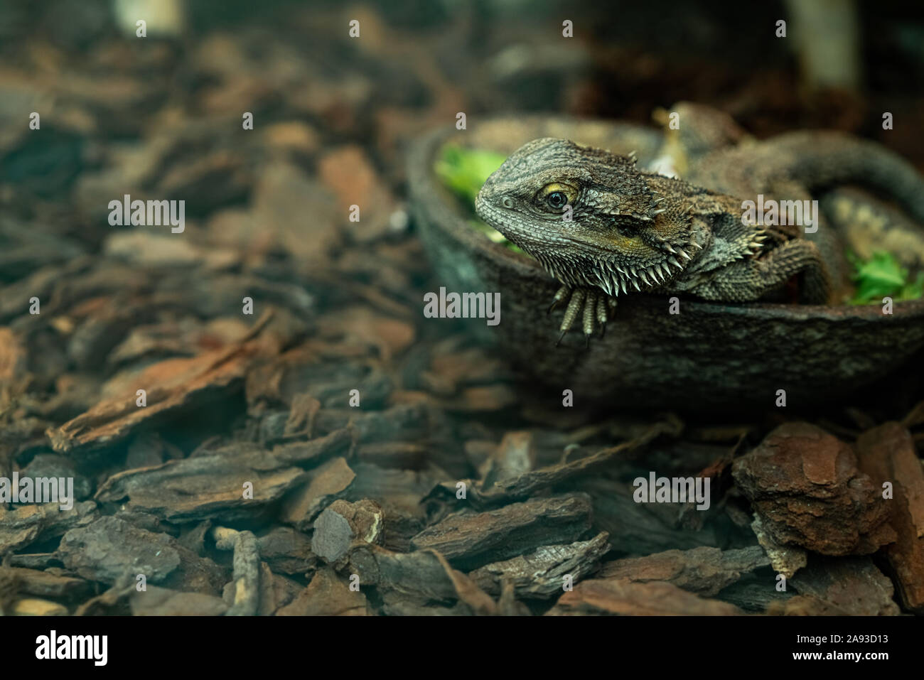 Dinosaur dragon lizard hi-res stock photography and images - Alamy