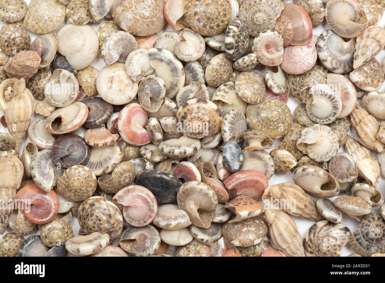 Small seashells texture background. Top view Stock Photo - Alamy