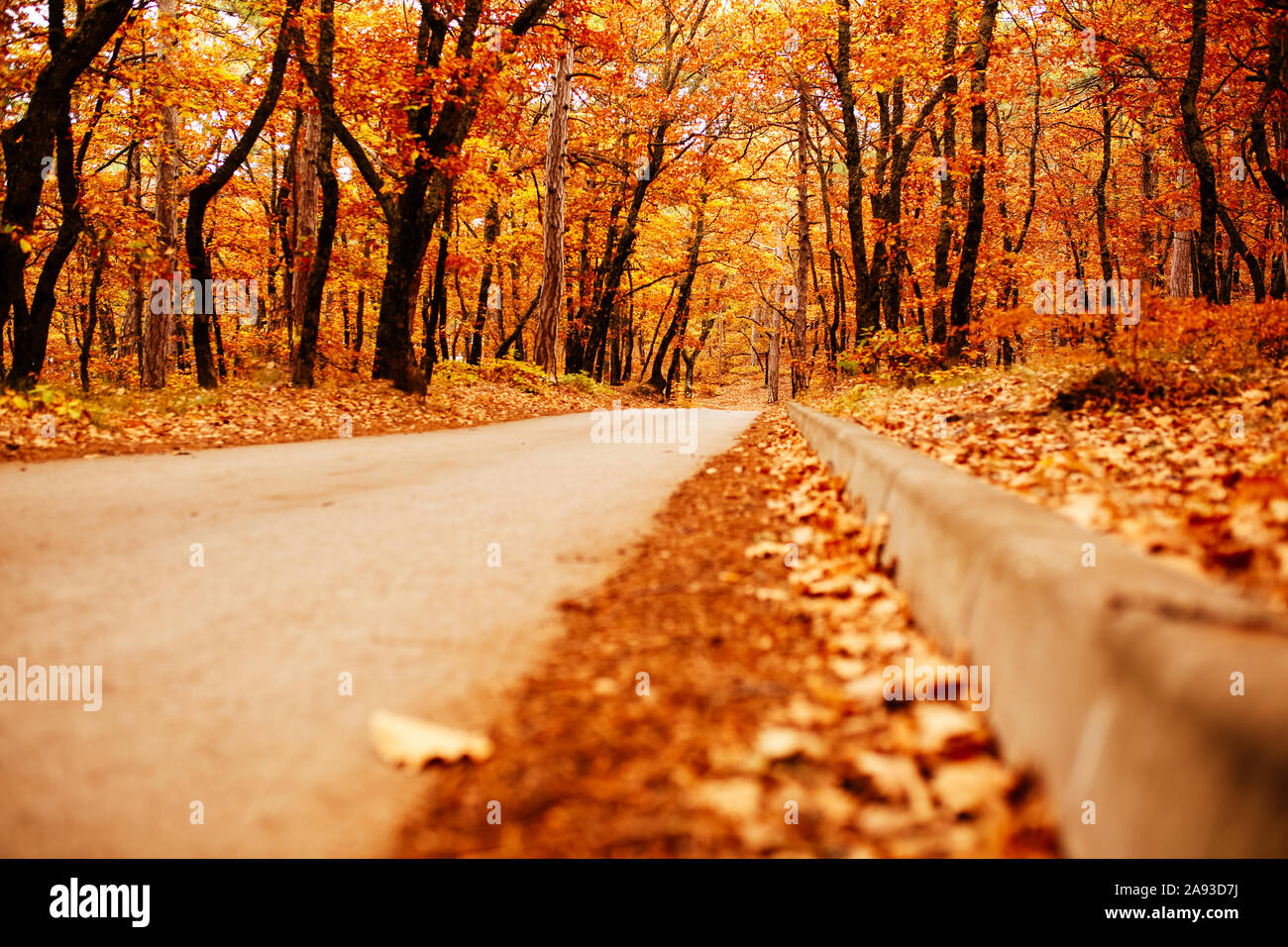 Pathway through the autumn forest, autumn leaves fall on the road, a ...