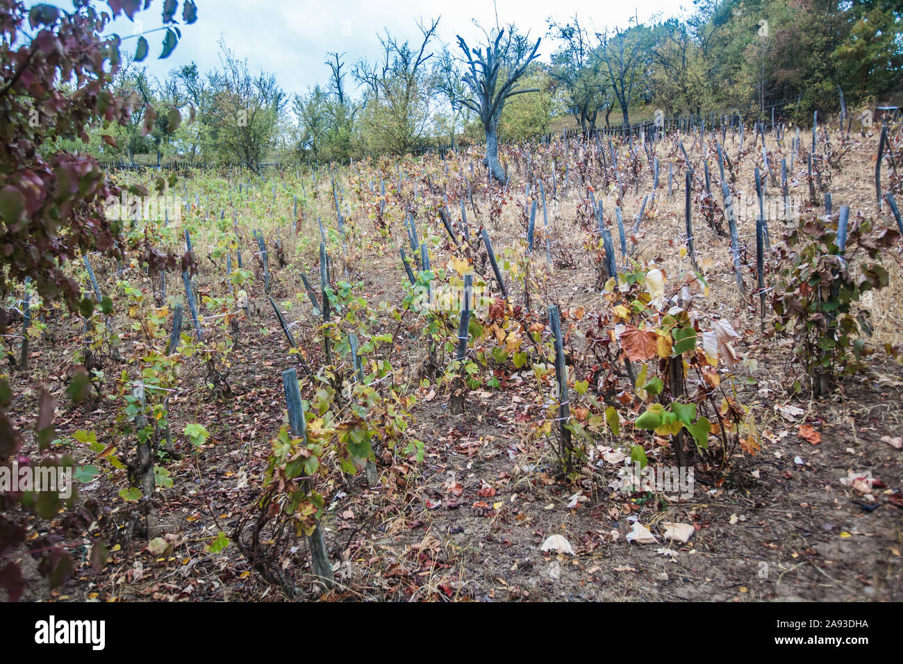 Vineyard at autumn season Stock Photo - Alamy