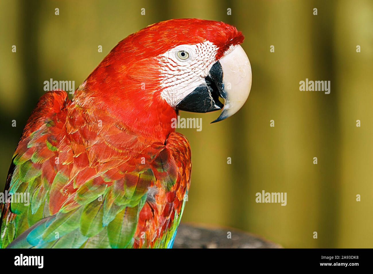 macaw IV , cayo saetia - cuba Stock Photo - Alamy