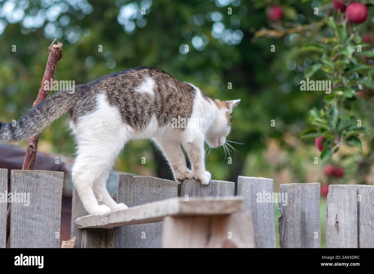 Cat Top View Walking