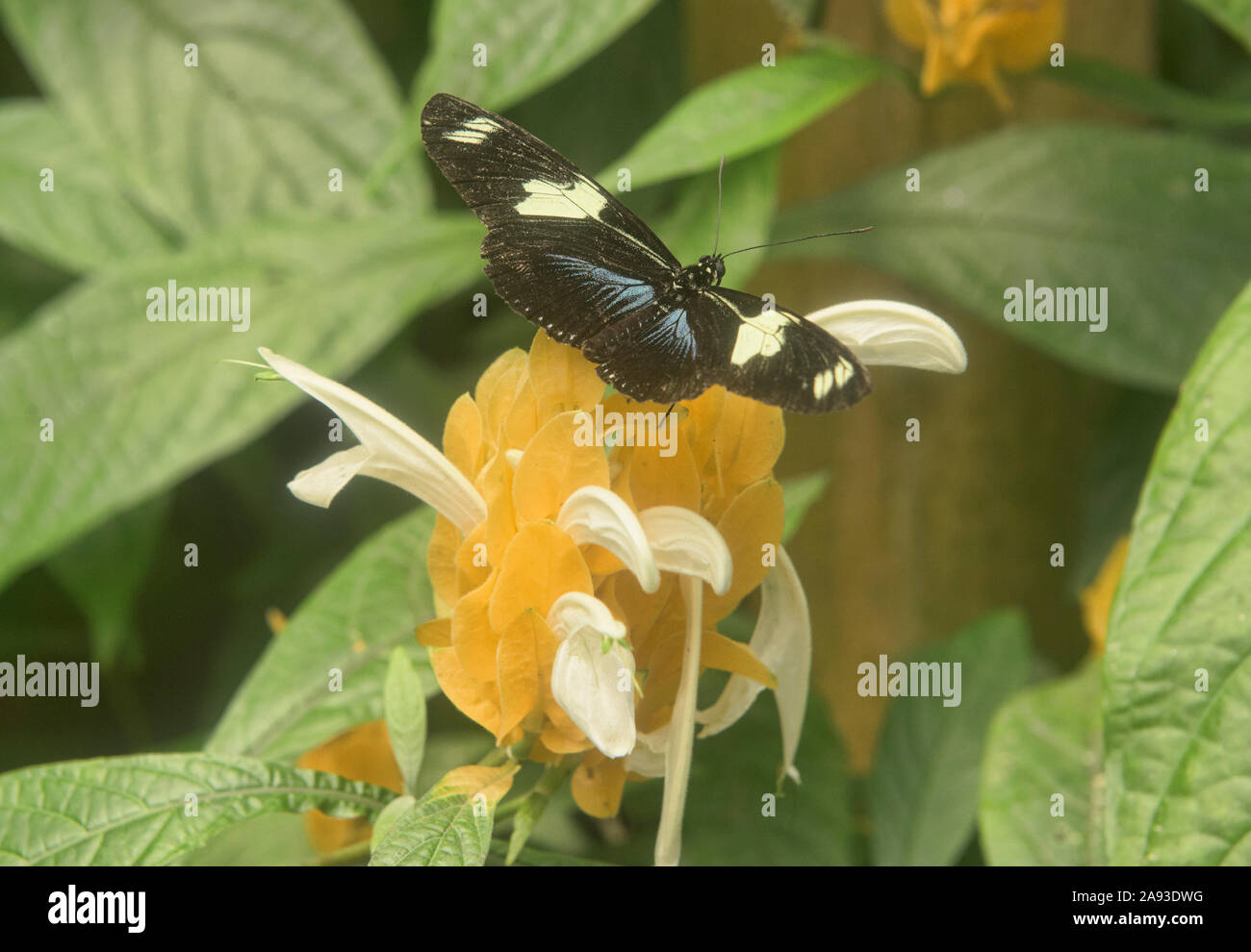 Cydno longwing butterfly (Heliconius cydno), Mindo, Ecuador Stock Photo ...