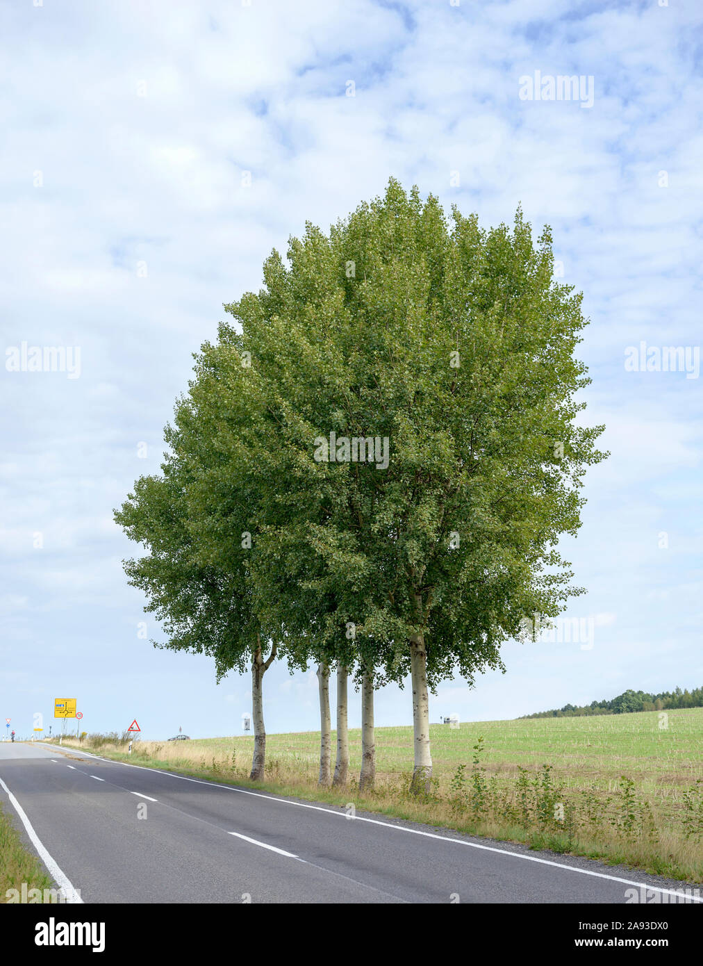 Pappel baum hi-res stock photography and images - Alamy