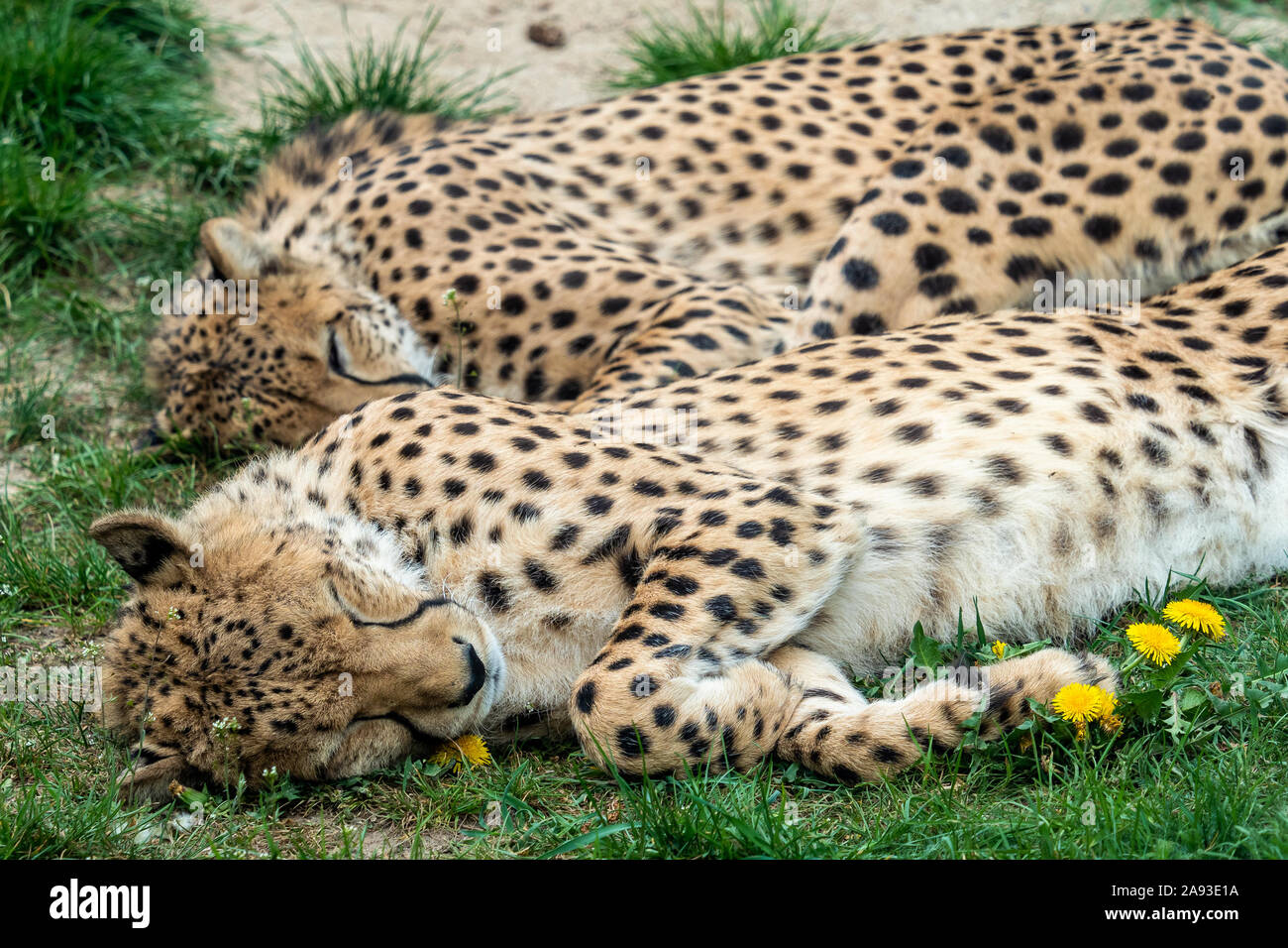 Two Cheetah Cats sleeping in the grass, Acinonyx Jubatus Stock Photo ...