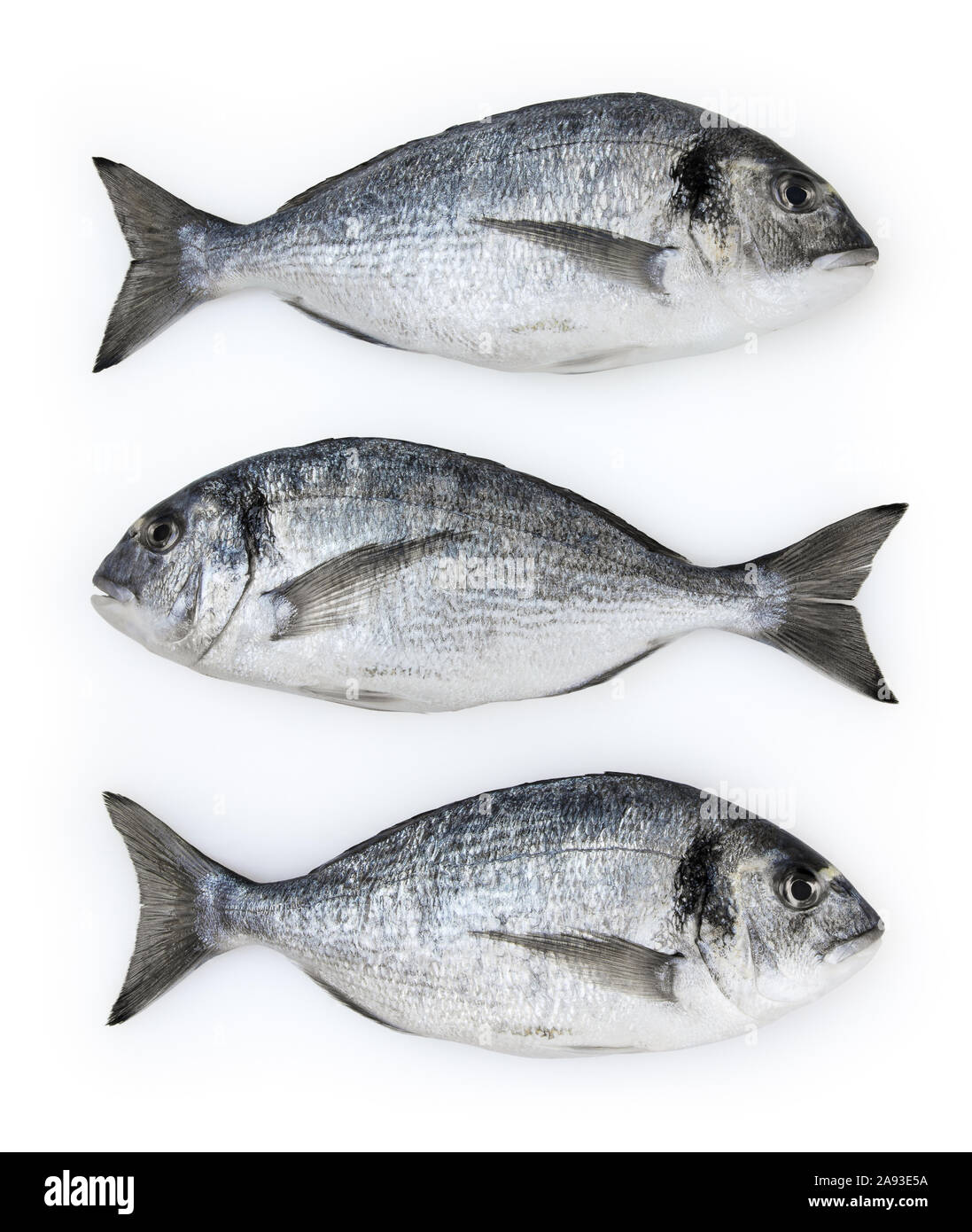 Dorado fish isolated on white background with clipping path Stock Photo ...