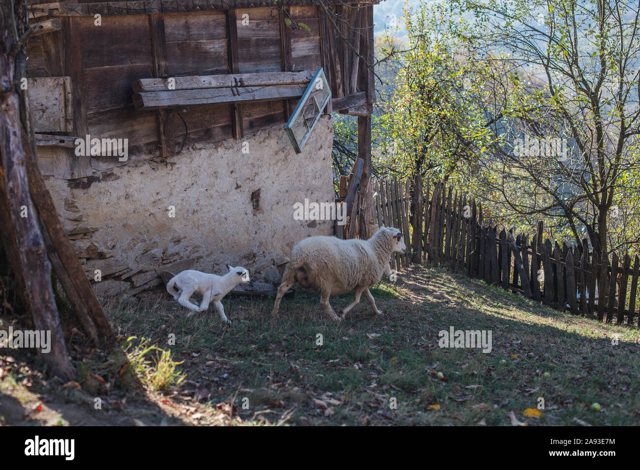 Sheep and lamb on rural farmland in a small village in west Serbia ...