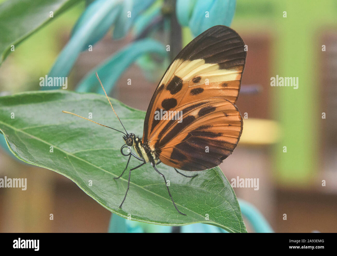 Harmonia tiger-wing butterfly (Tithorea harmonia), Mindo, Ecuador Stock ...