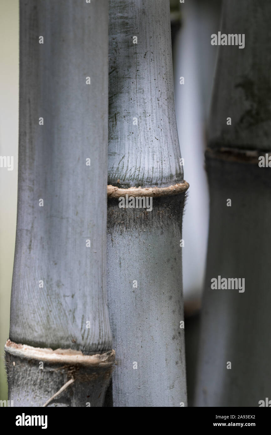 Borinda papyrifera culms close up. Blue bamboo canes of a hardy bamboo ...