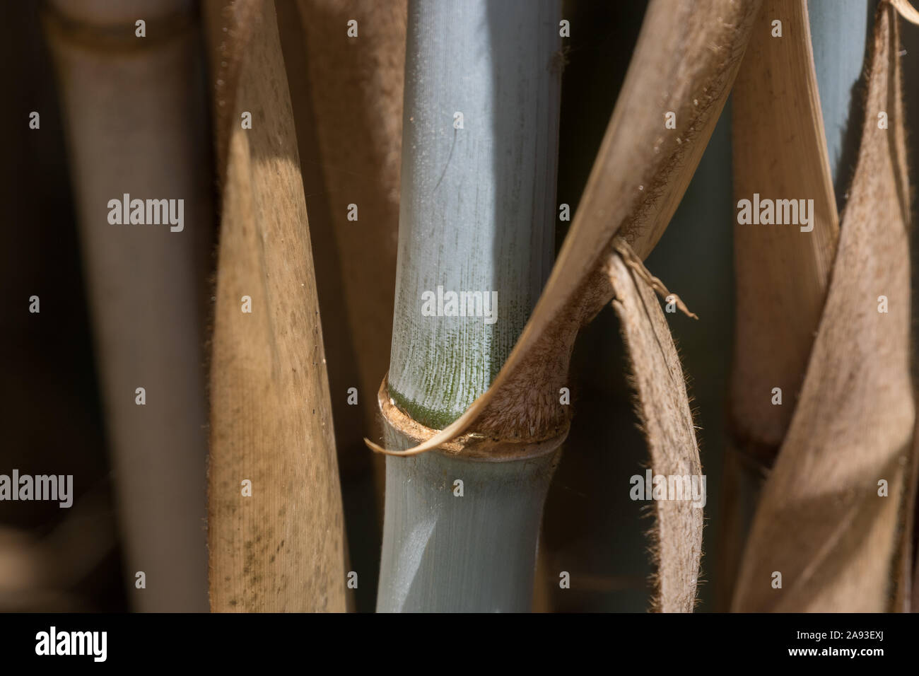 Borinda papyrifera CS1046. Blue bamboo culms, nodes, and brown sheaths ...