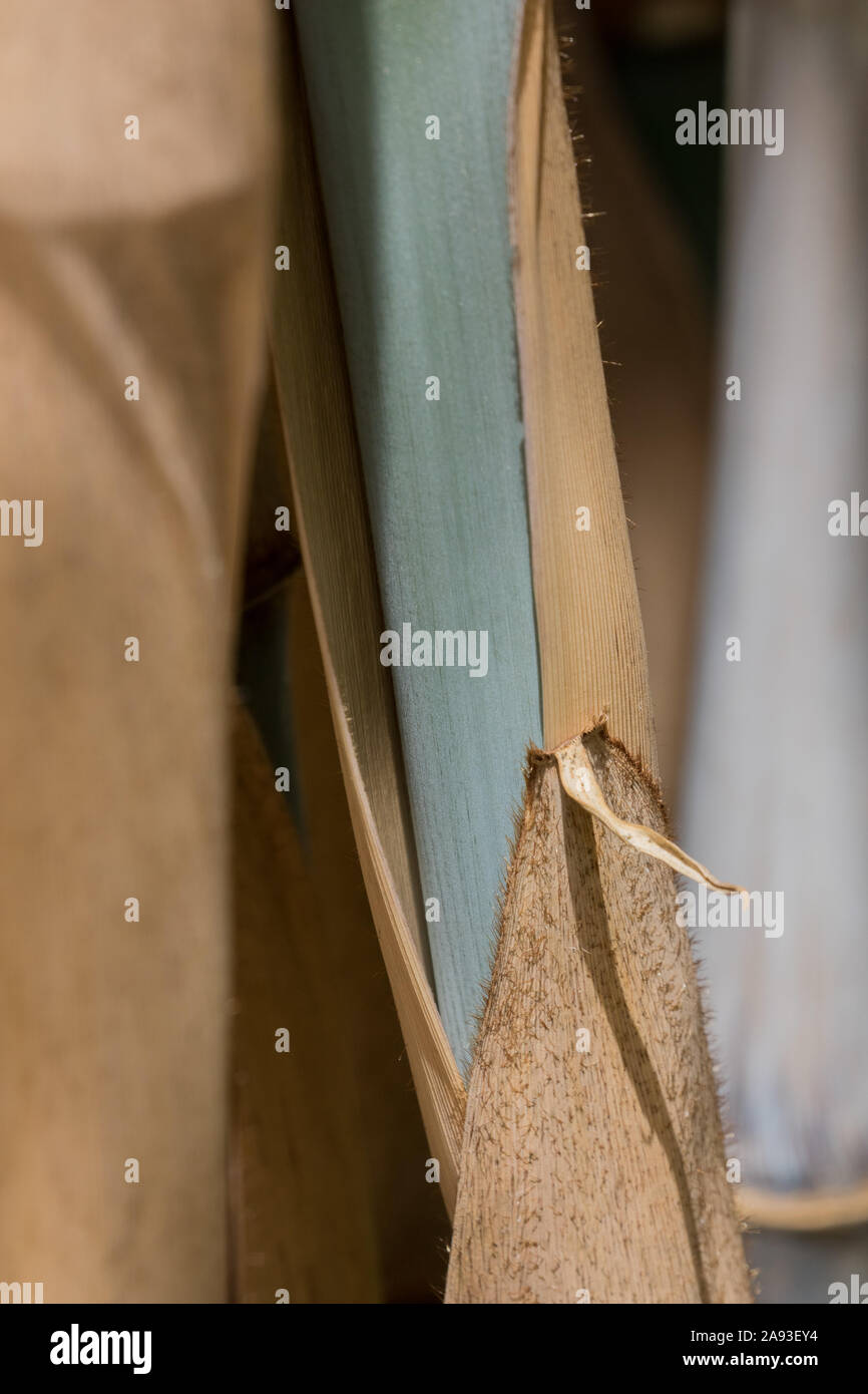 Bamboo sheath hi-res stock photography and images - Alamy