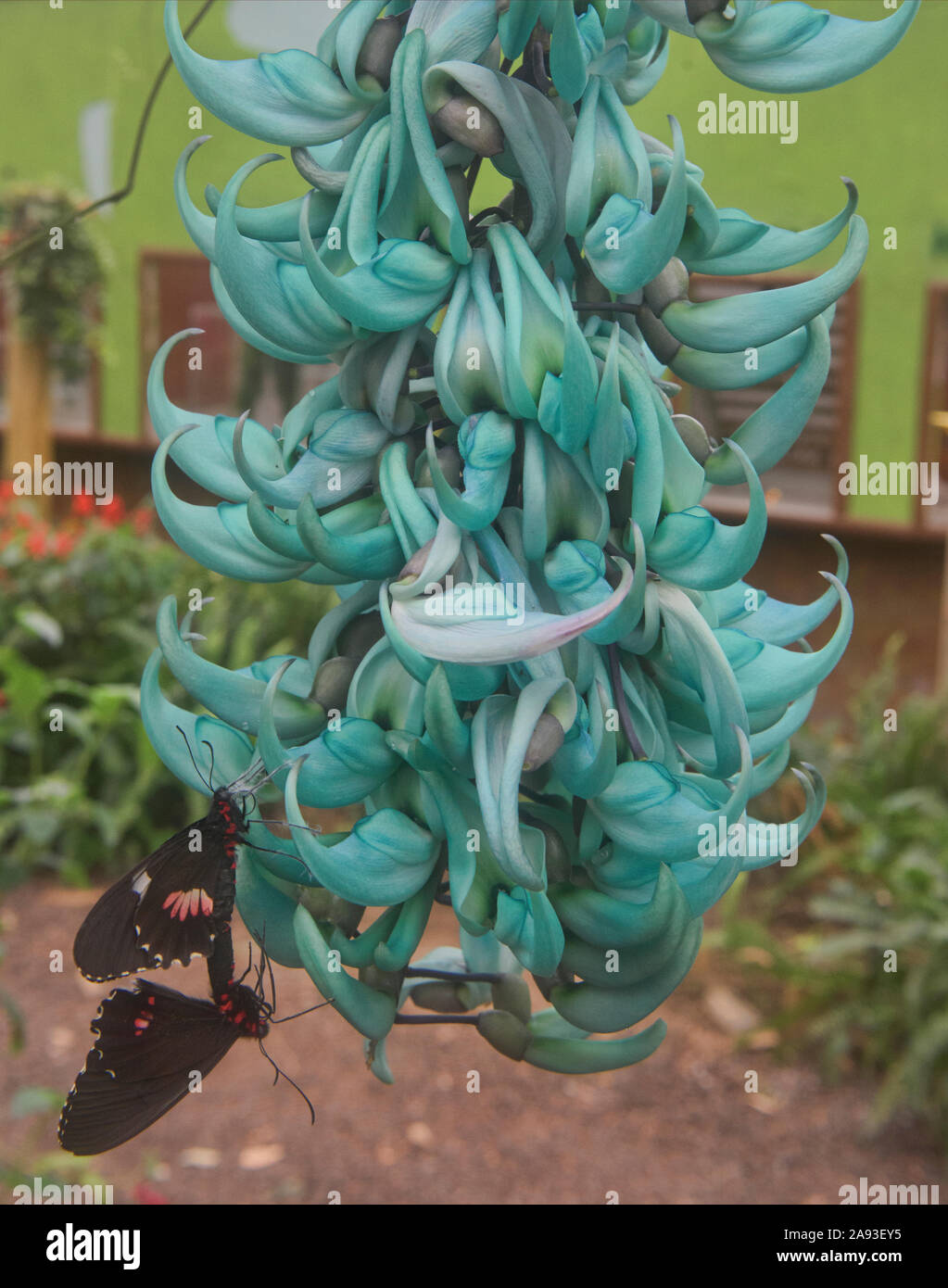 Cattleheart butterflies (Parides arcas) on a jade vine, Mindo, Ecuador ...