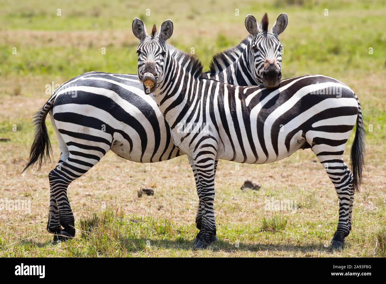 Zebras hugging hi-res stock photography and images - Alamy