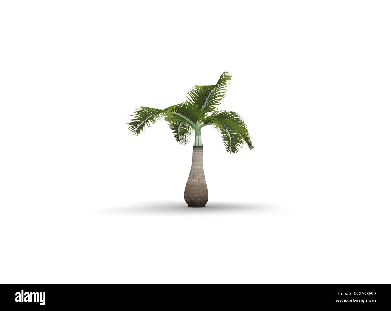 Palm Tree in Studio 3D Rendering Stock Photo - Alamy