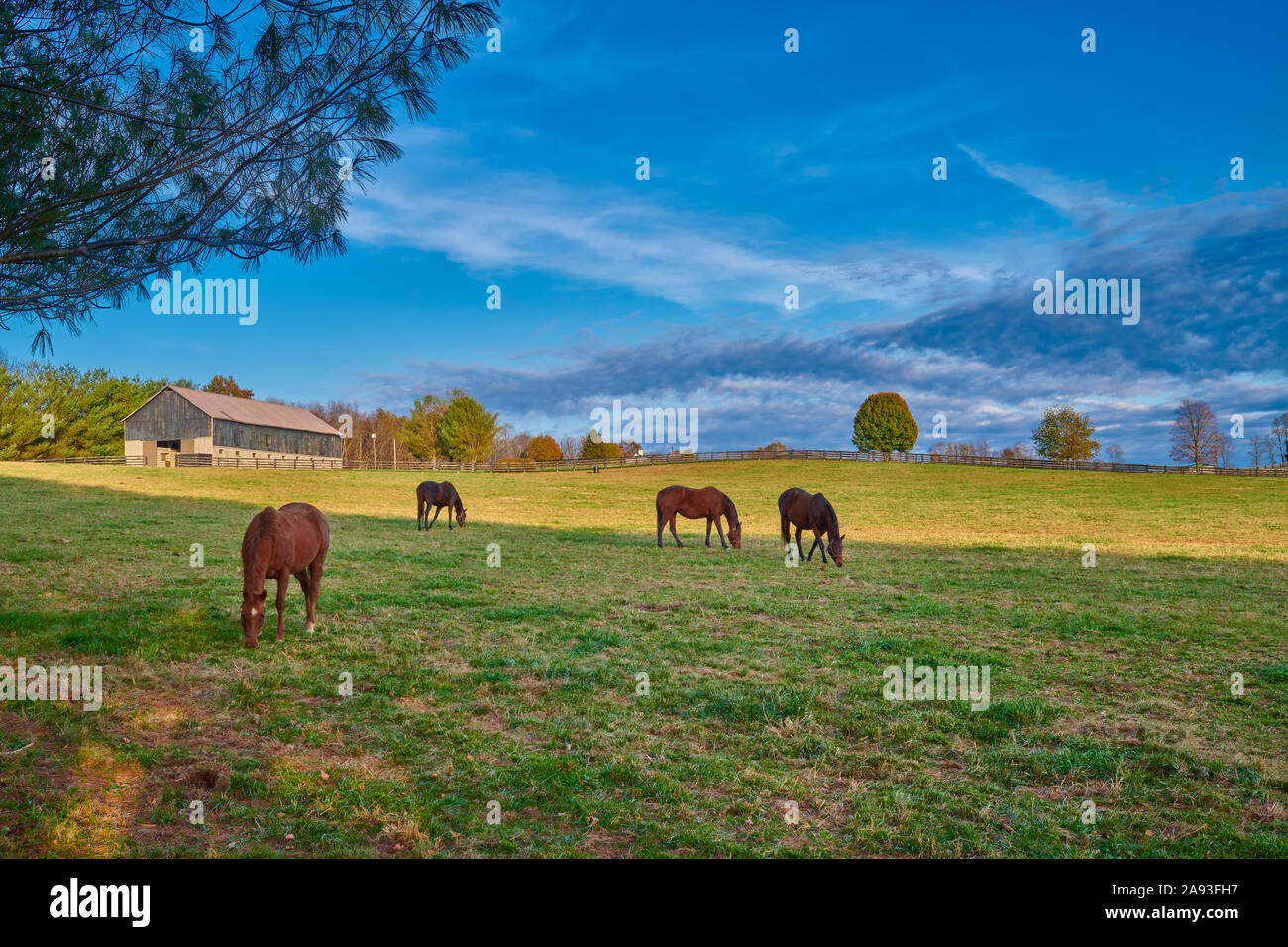 Thoroughbred horse farm stallion barn hi-res stock photography and ...
