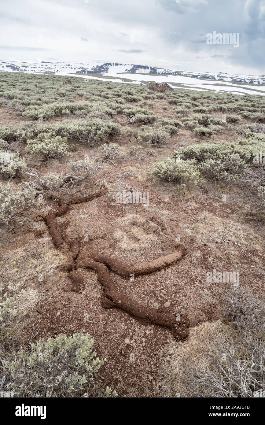Gopher animal hi-res stock photography and images - Alamy