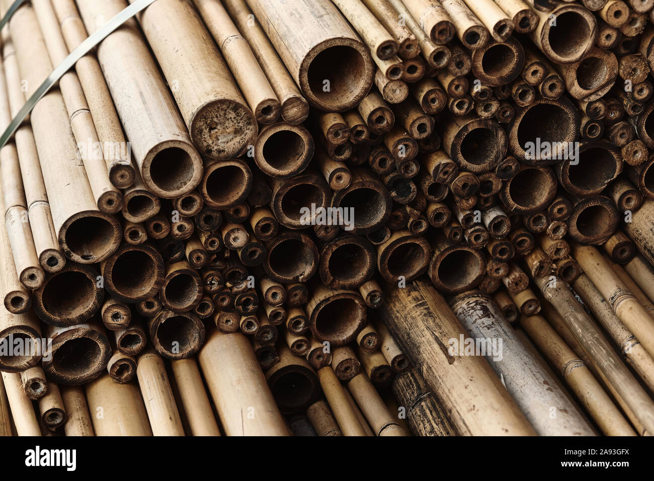 A close image of a slice of dry yellow bamboo logs, texture, wallpaper ...