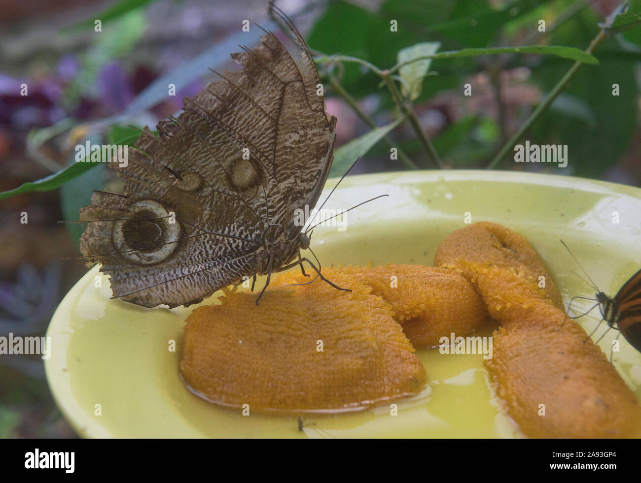Caligo memnon mariposa hi-res stock photography and images - Alamy