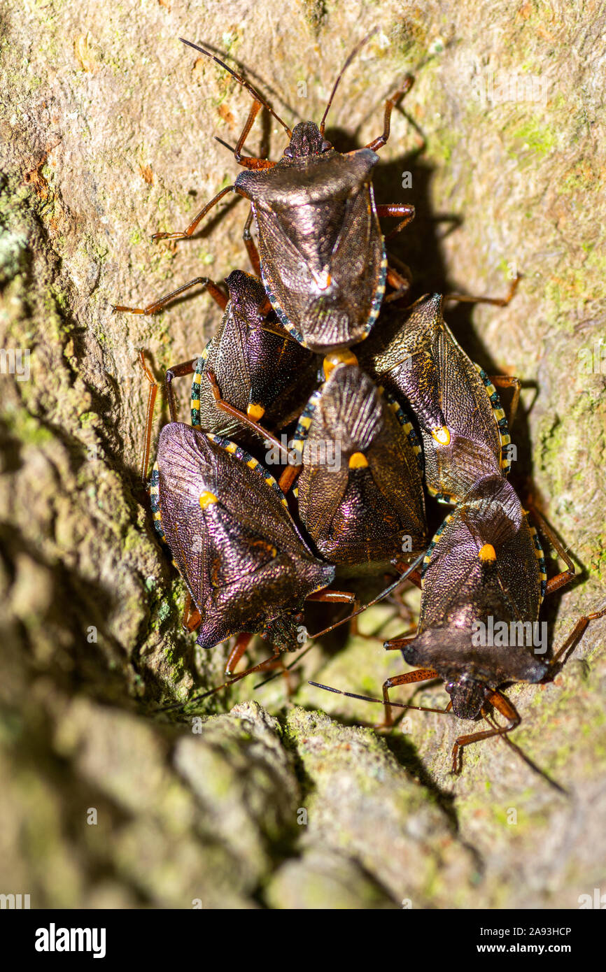 Shieldbugs hi-res stock photography and images - Alamy