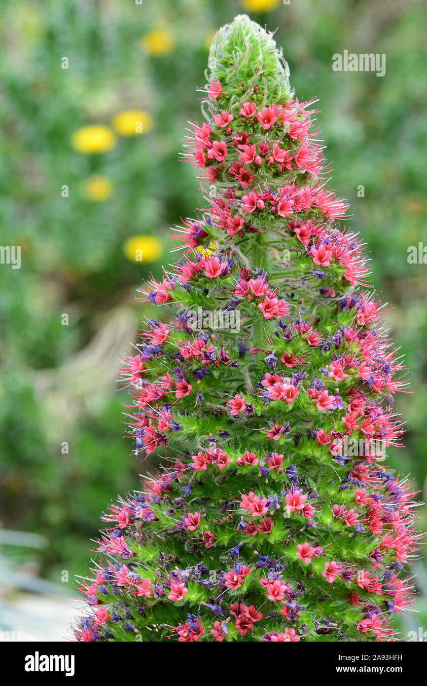 Echium wildpretii plant in flower hi-res stock photography and images ...