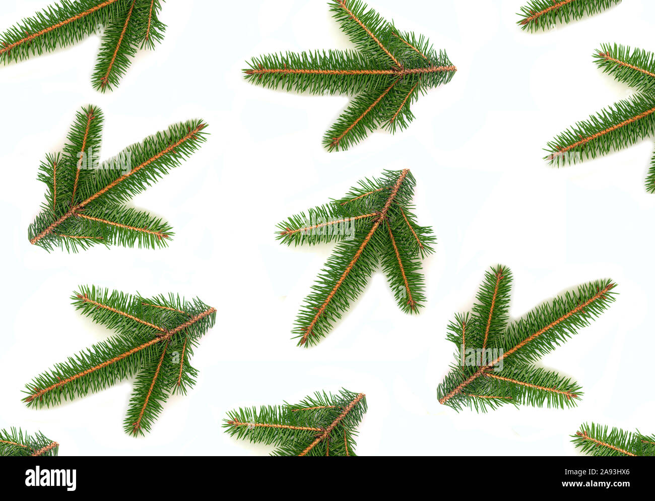 Pattern of branches of Christmas pine tree isolated on white background ...