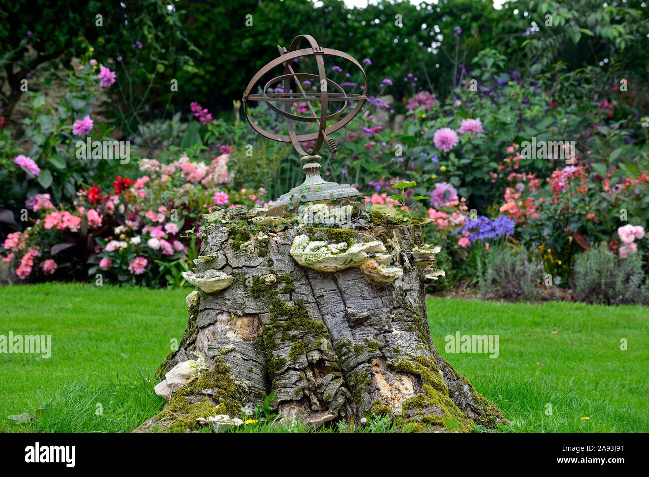 Tree stump and feature hi-res stock photography and images - Alamy