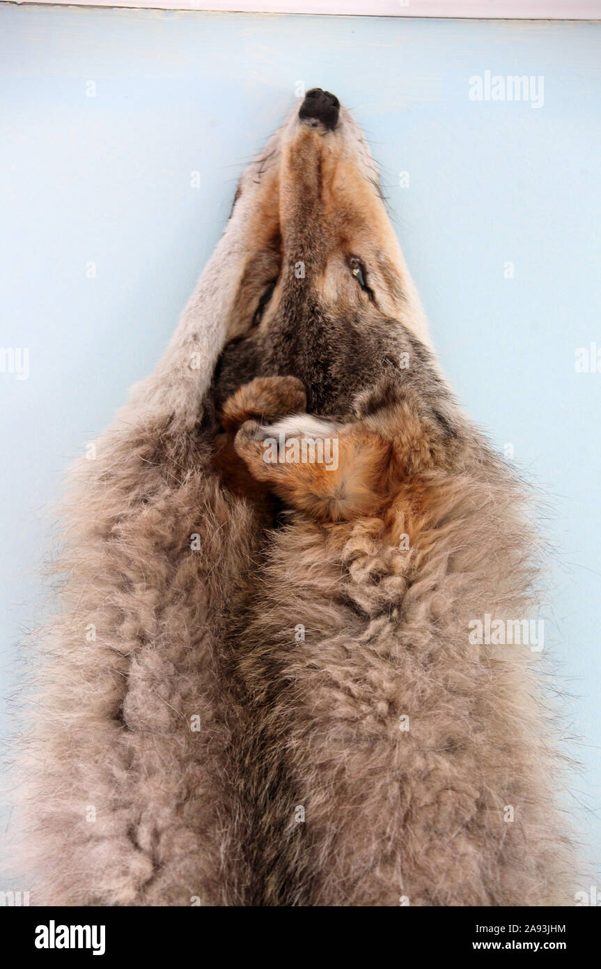 Wolf pelt used as decoration in Central Asia Stock Photo - Alamy
