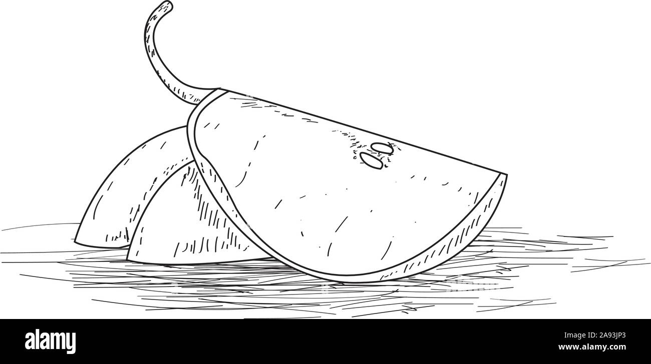 Sketch of a cut pear. Fruit sketch - Vector illustration Stock Vector ...