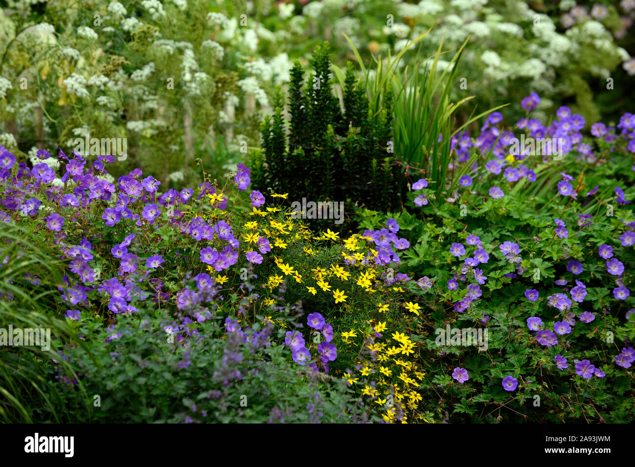 geranium rozanne,coreopsis moonbeam,ammi majus,white,yellow,blue,flower ...