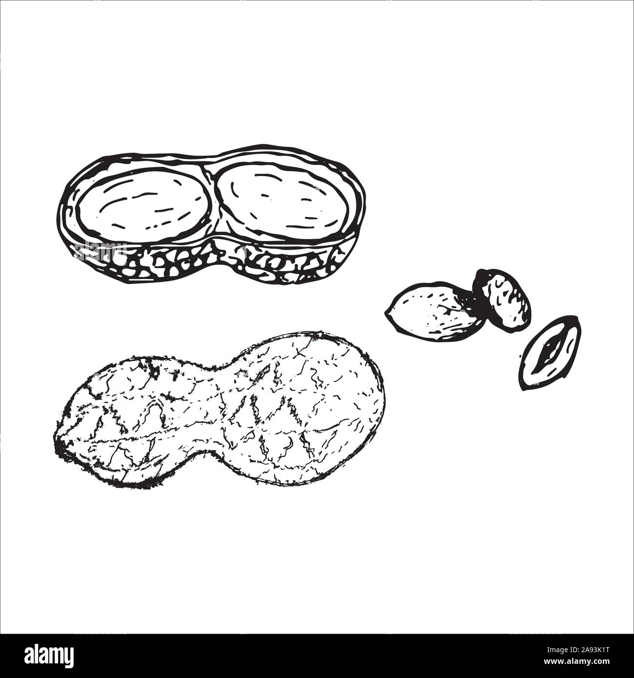 Peanut set. Ink sketch of nuts Stock Vector Image & Art - Alamy