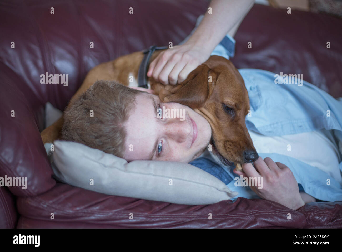 Dog anxiety hi-res stock photography and images - Alamy