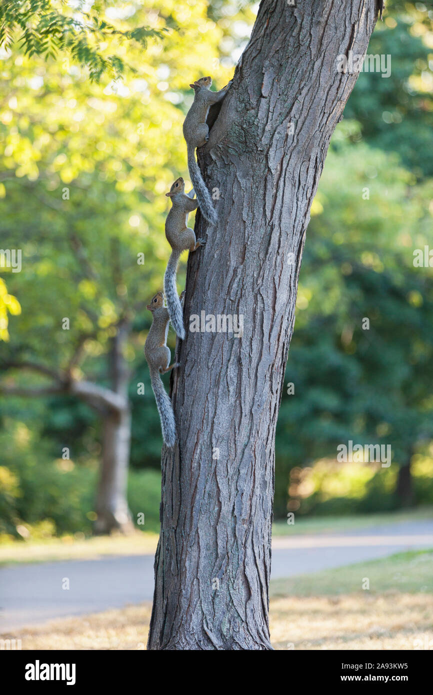 Squirrel running up tree hi-res stock photography and images - Alamy