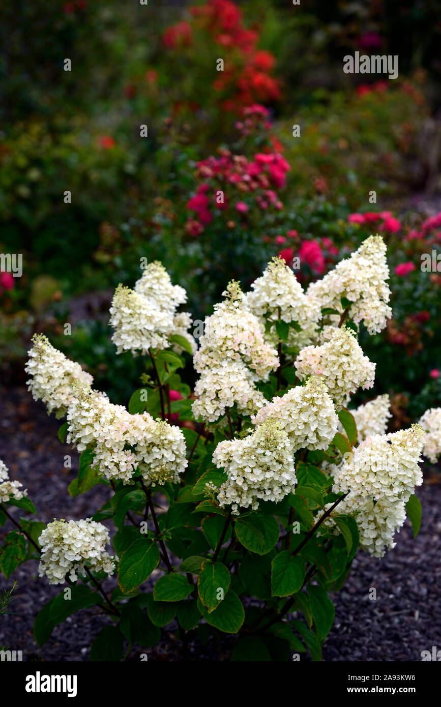 Hydrangea pinky winky,panicle,panicles,flowers,flowering,flower,white ...