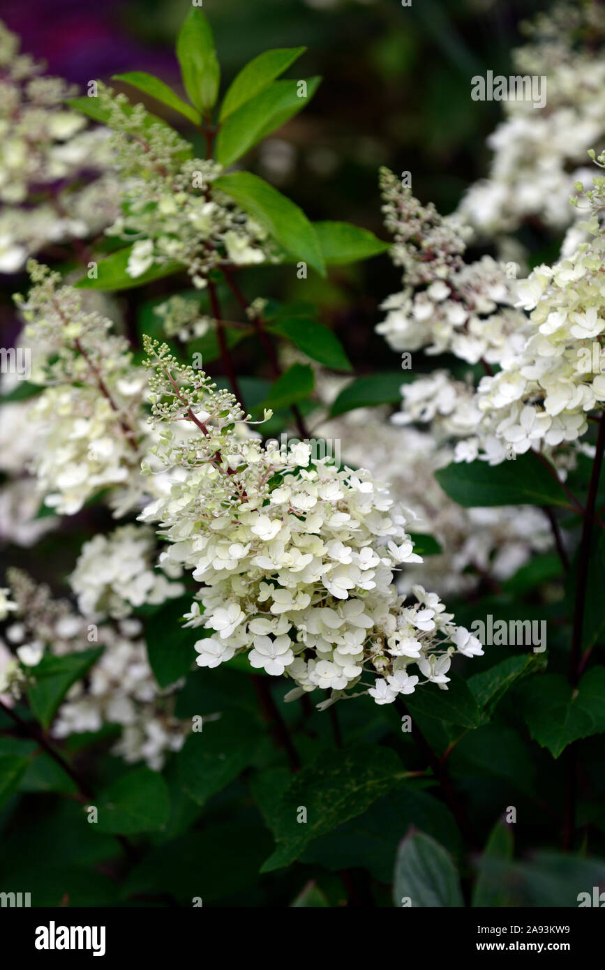 Hydrangea pinky winky,panicle,panicles,flowers,flowering,flower,white ...
