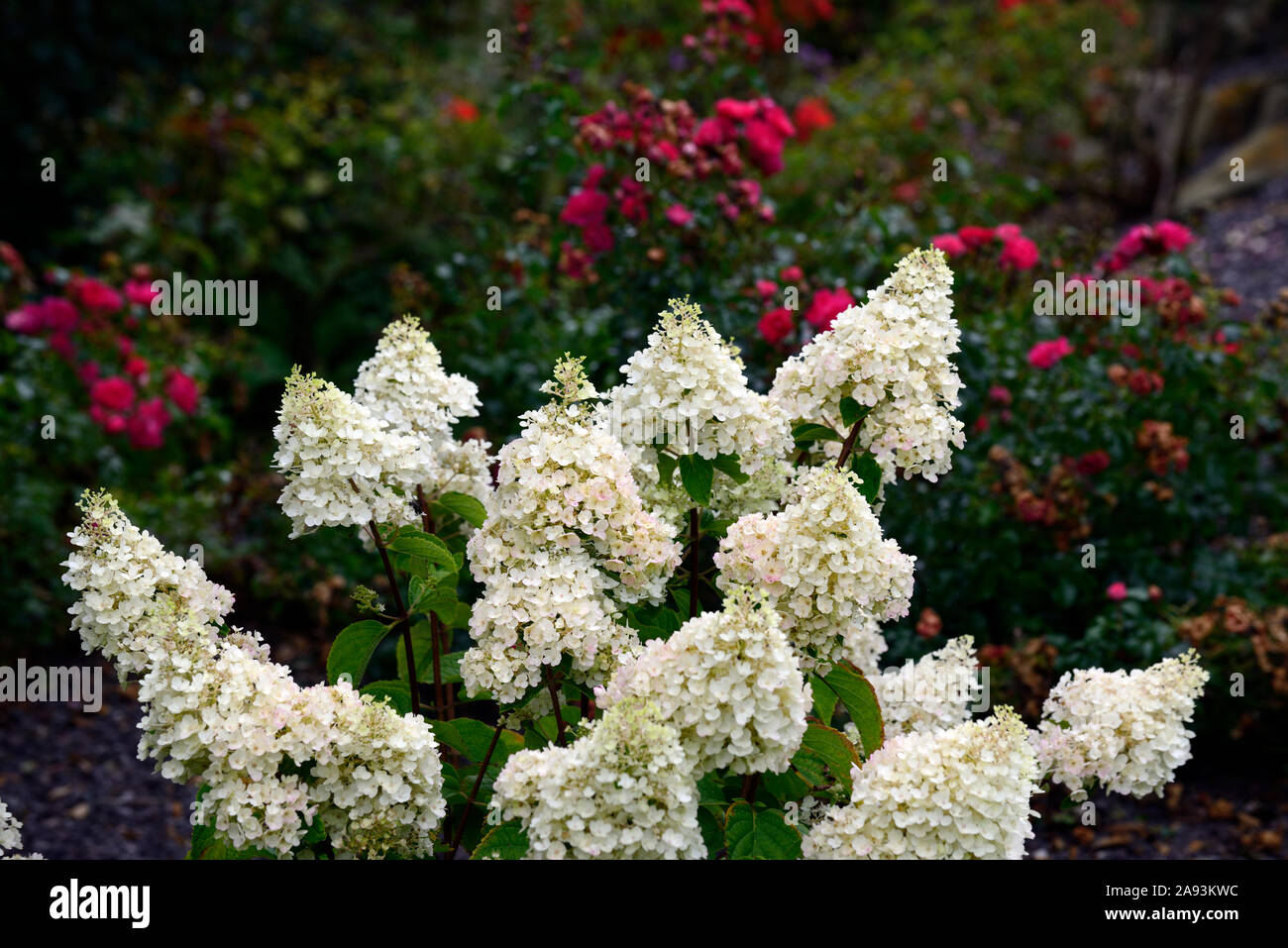 Hydrangea pinky winky,panicle,panicles,flowers,flowering,flower,white ...