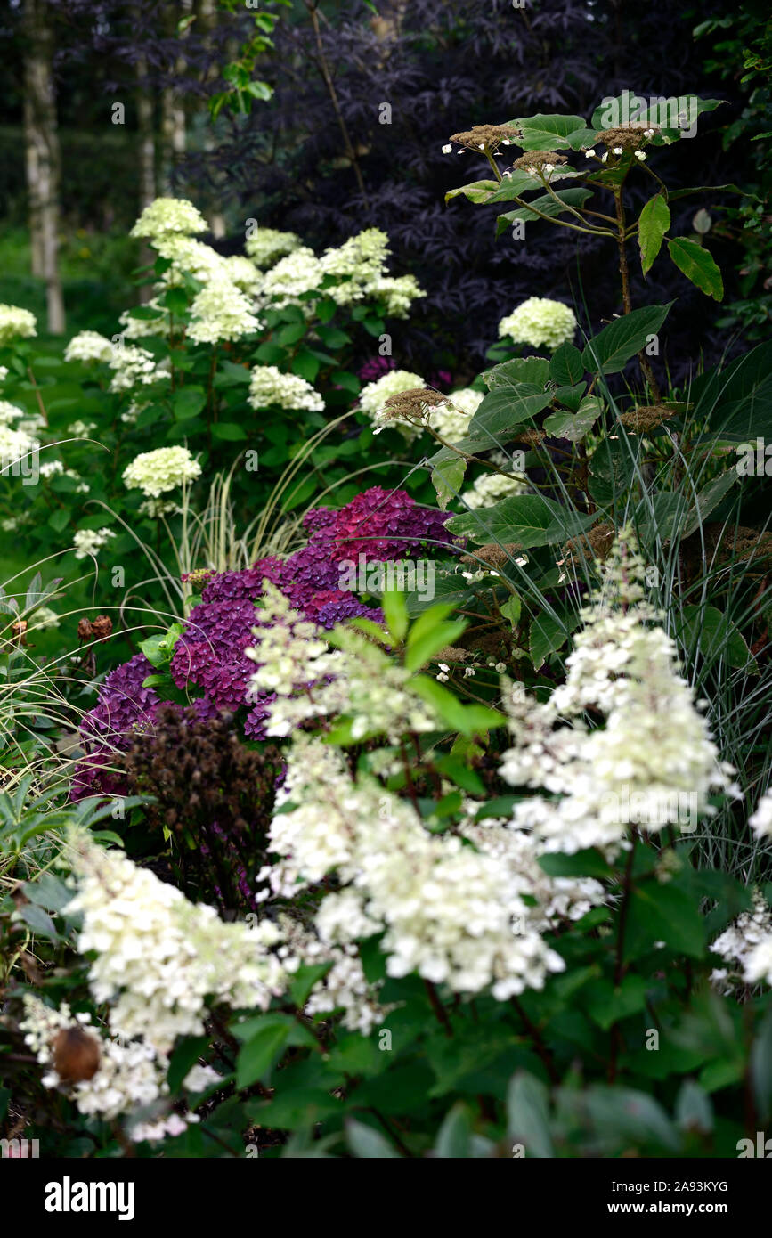 hydrangea paniculata limelight,Hydrangea pinky winky,purple mophead ...