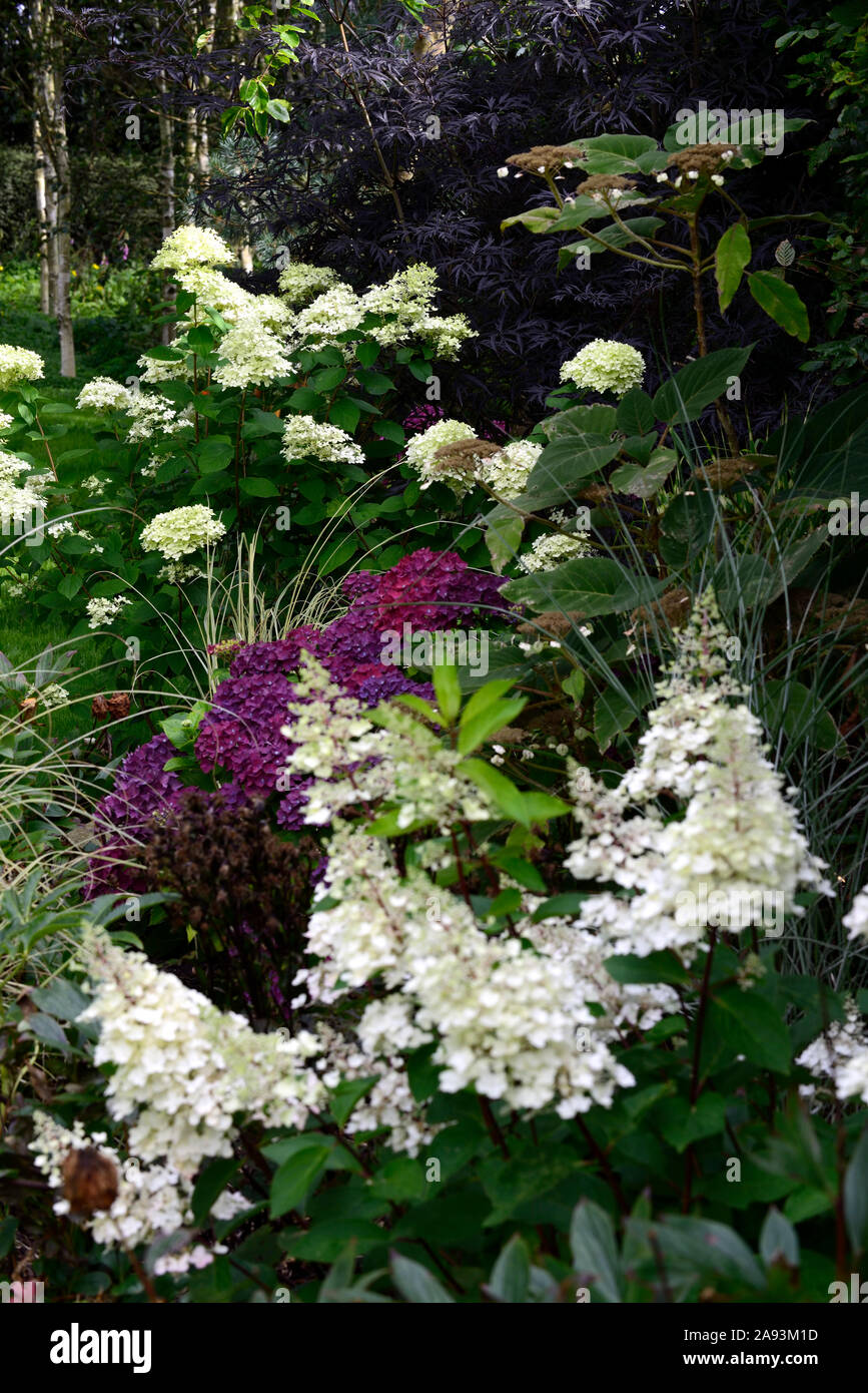 hydrangea paniculata limelight,Hydrangea pinky winky,purple mophead ...