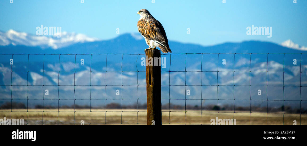 Ferruginous hawk in the Colorado Rocky Mountains Stock Photo - Alamy