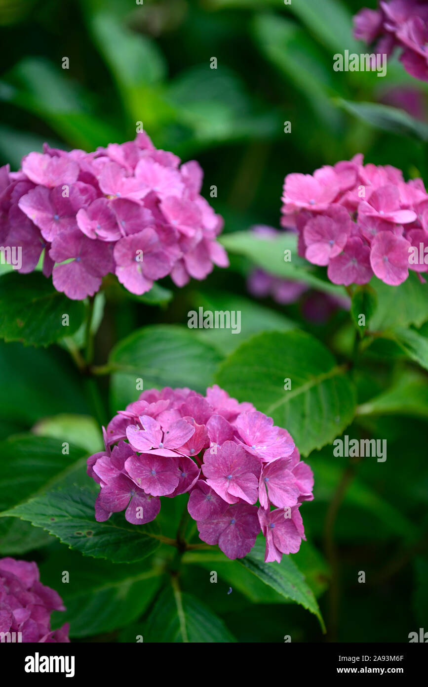 Hydrangea macrophylla,mophead hydrangea,blue,purple,flower,flowers ...