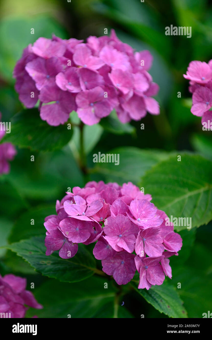 Hydrangea macrophylla,mophead hydrangea,blue,purple,flower,flowers ...