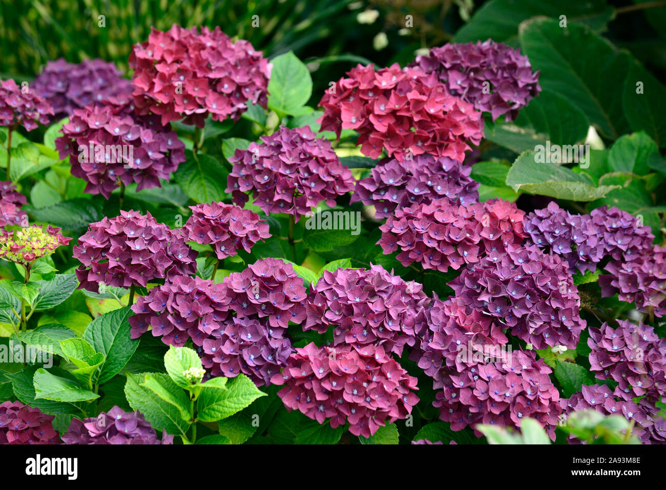 Hydrangea macrophylla,mophead hydrangea,blue,purple,flower,flowers ...