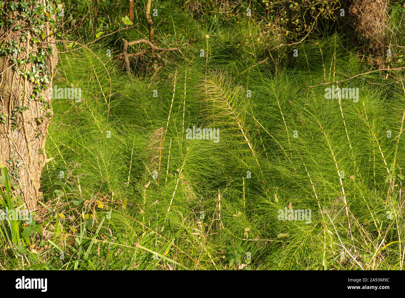 Great horsetails (wild horsetail plants, Equisetum telmateia) in damp ...