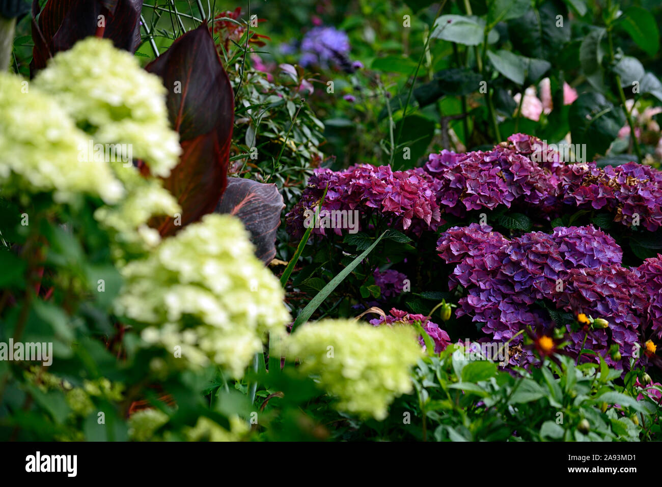 Hydrangea macrophylla,mophead hydrangea,blue,purple,flower,flowers ...