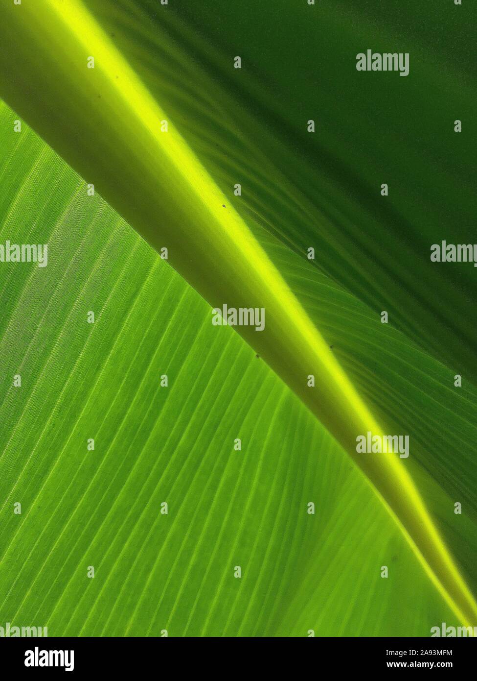 Banana Tree Leaf Stock Photo - Alamy