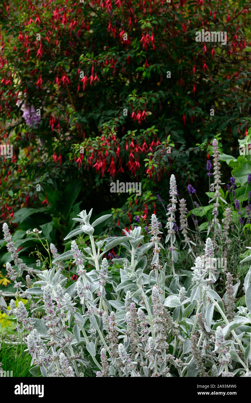 Fuchsia leaves hi-res stock photography and images - Alamy
