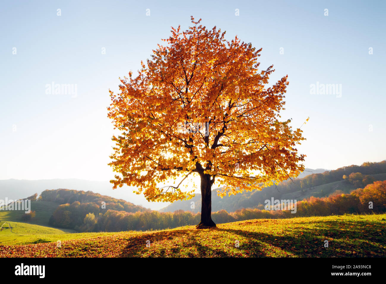Majestic beech tree with sunny beams at autumn mountain valley ...